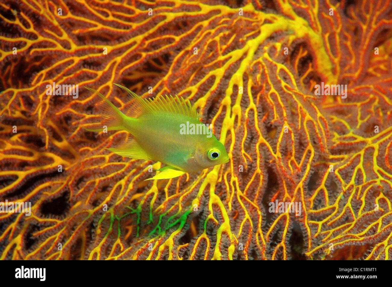 Coral Reef, Malaysia, island Redang Stock Photo - Alamy