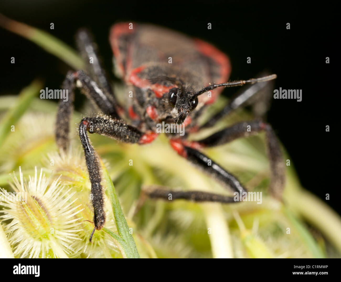 Bee assassin (Apiomerus crassipes Stock Photo - Alamy