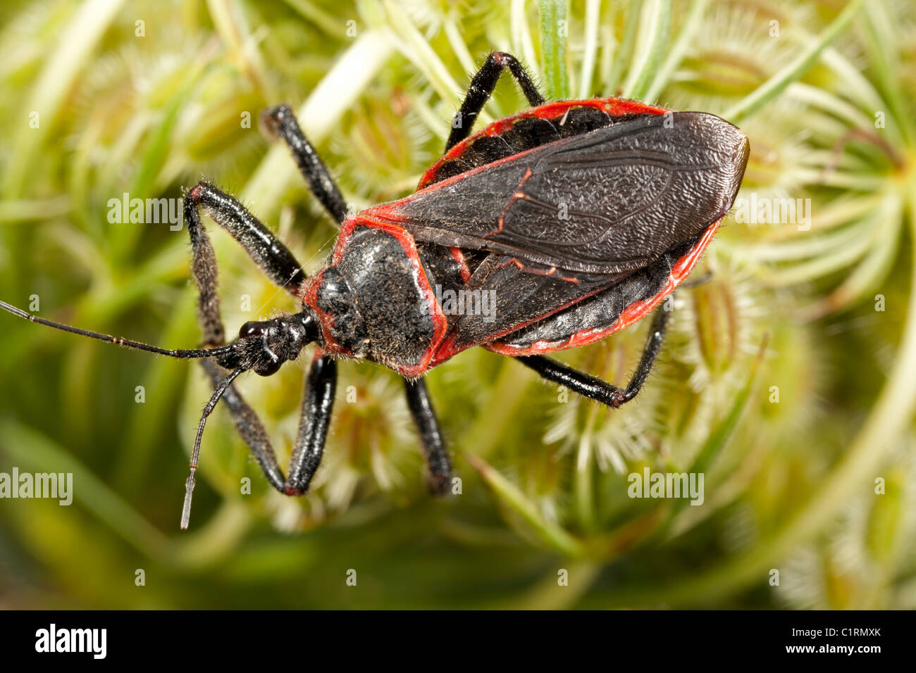 Apiomerus hi-res stock photography and images - Alamy