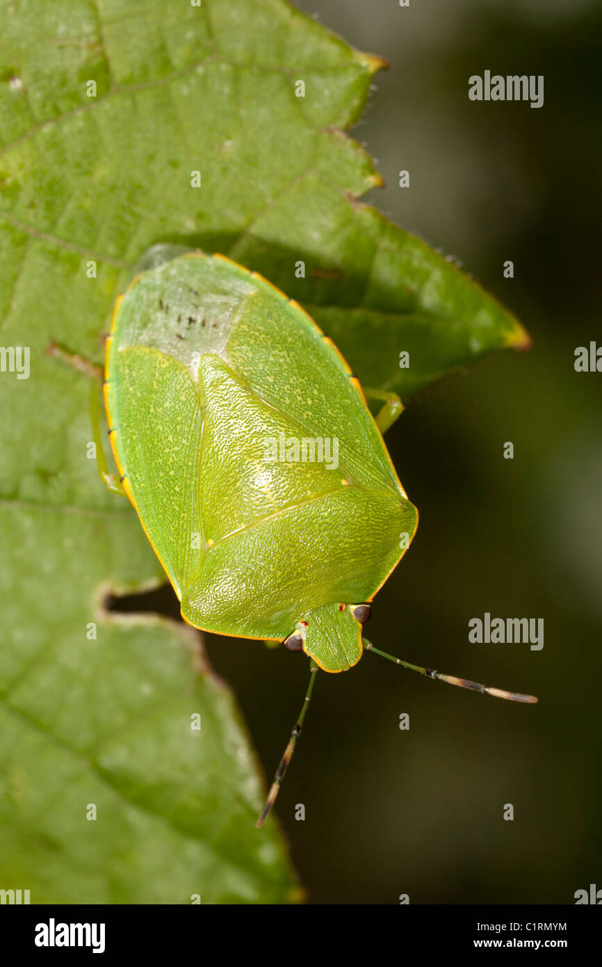 Green stink bug (Acrosternum hilare Stock Photo - Alamy