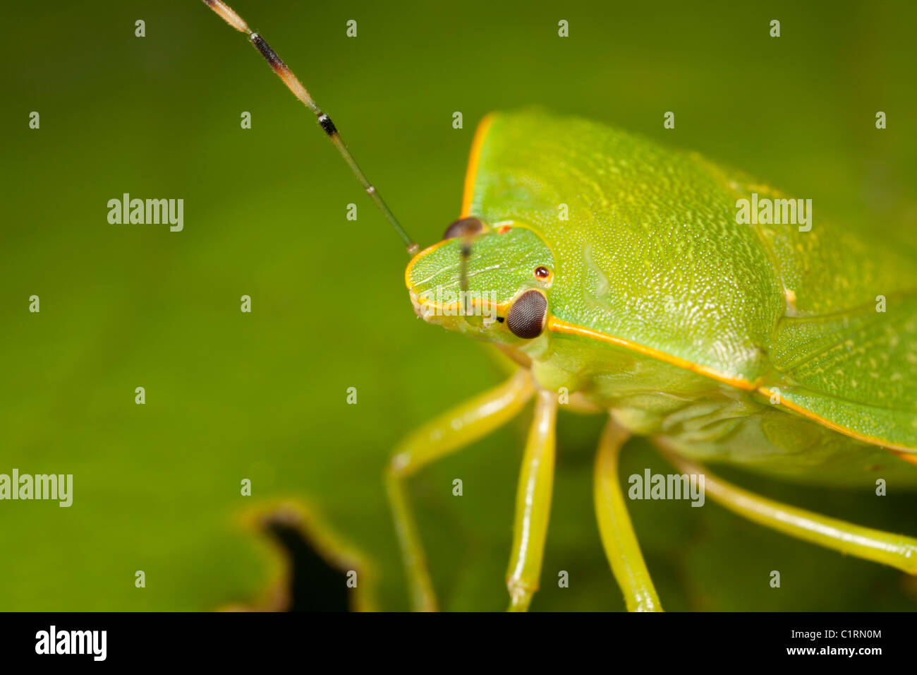 Green stink bug (Acrosternum hilare Stock Photo - Alamy