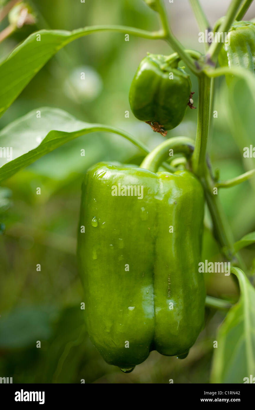 fresh green bell pepper capsicum growing in home vegetable garden Stock ...