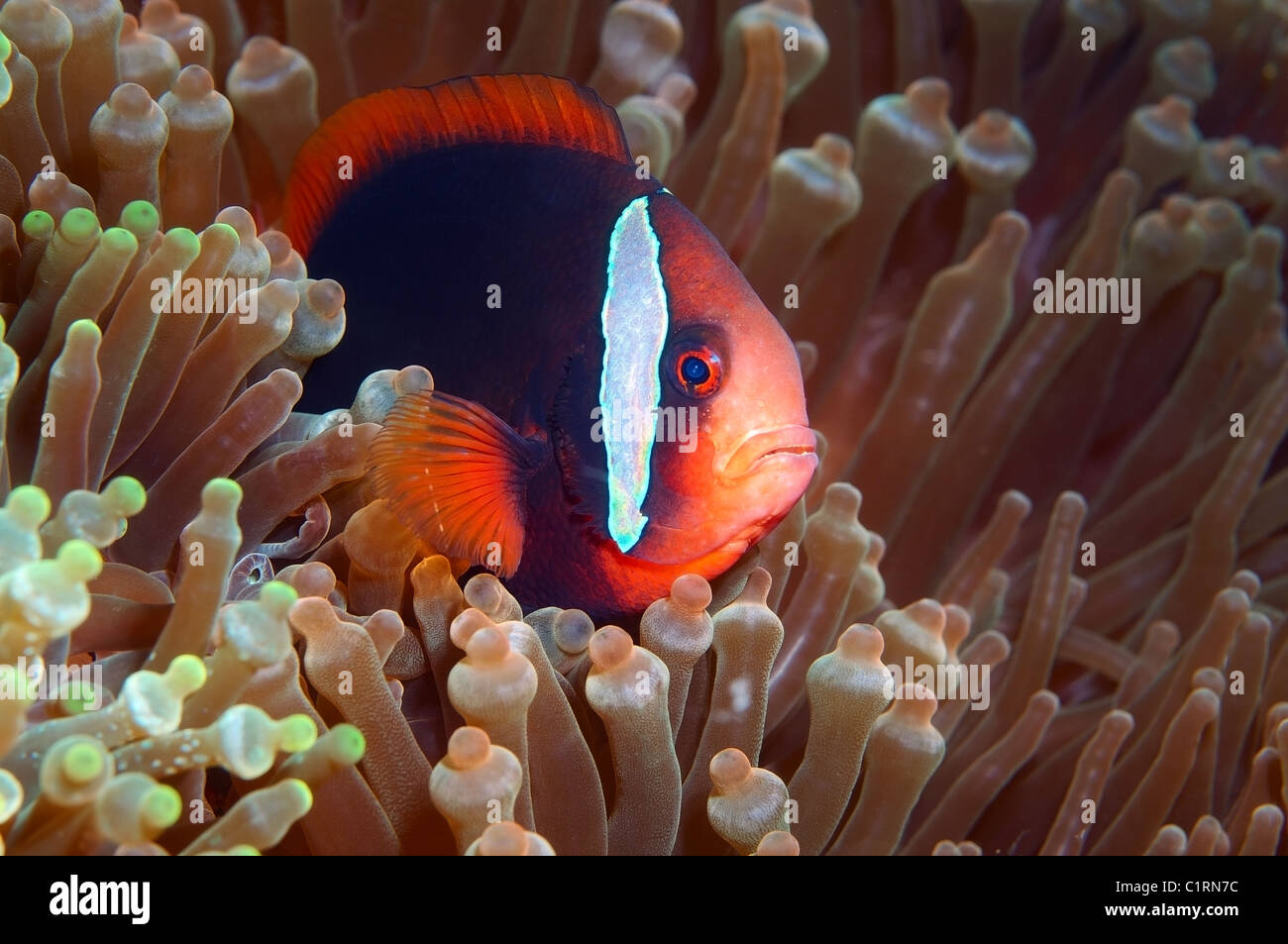 Black anemonefish amphiprion melanopus hi-res stock photography and ...