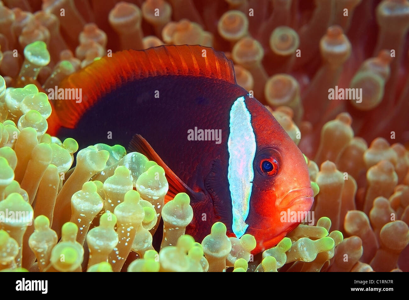 Black anemonefish amphiprion melanopus hi-res stock photography and ...