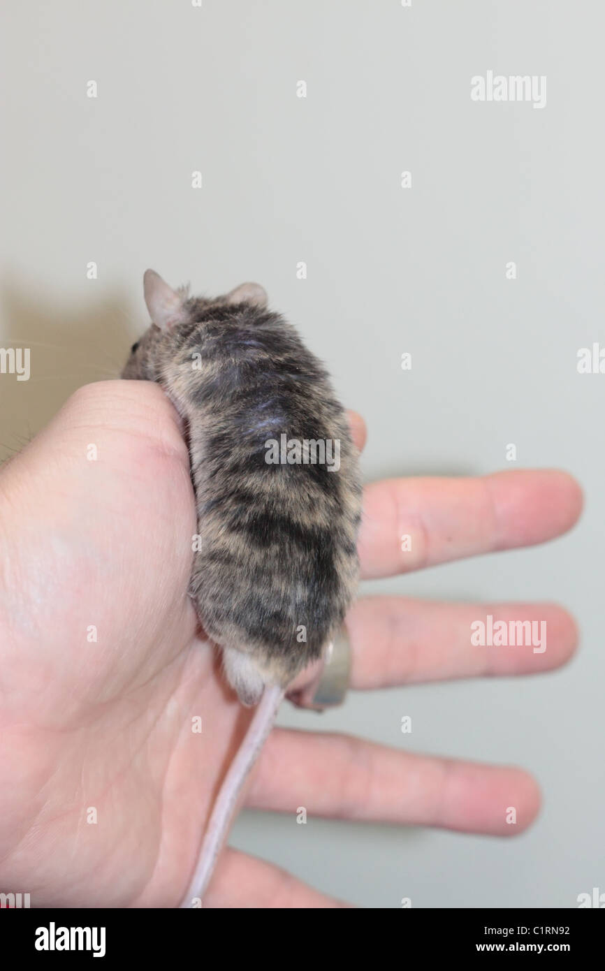 Climbing Mouse Stock Photos & Climbing Mouse Stock Images - Alamy