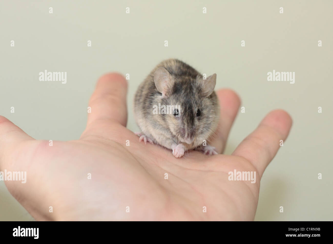 Human and pet mouse hi-res stock photography and images - Alamy