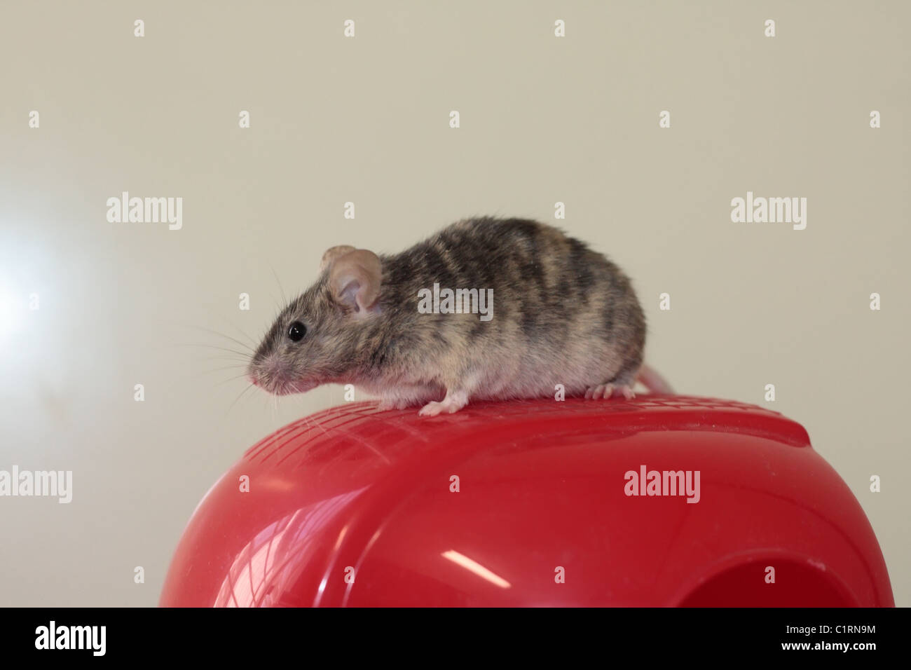 Mouse sees the Light Stock Photo - Alamy