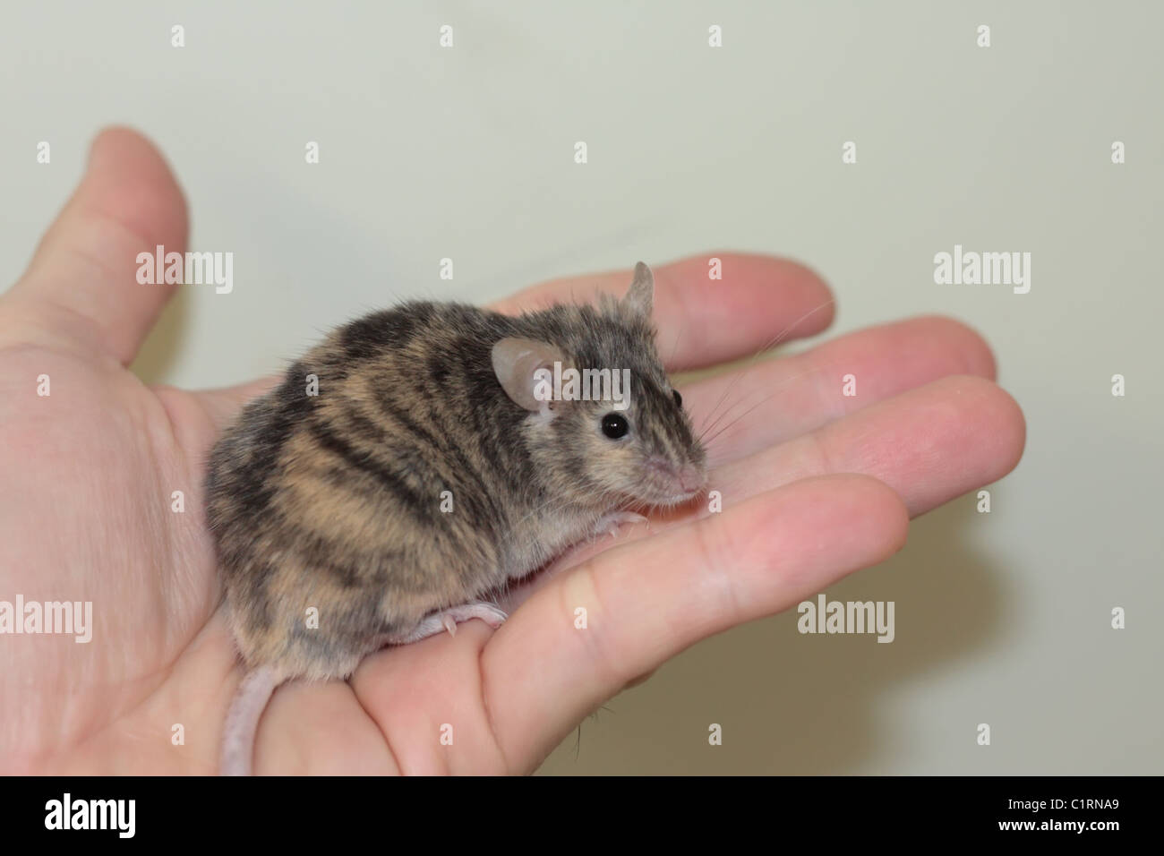 Cute mouse pet hi-res stock photography and images - Alamy