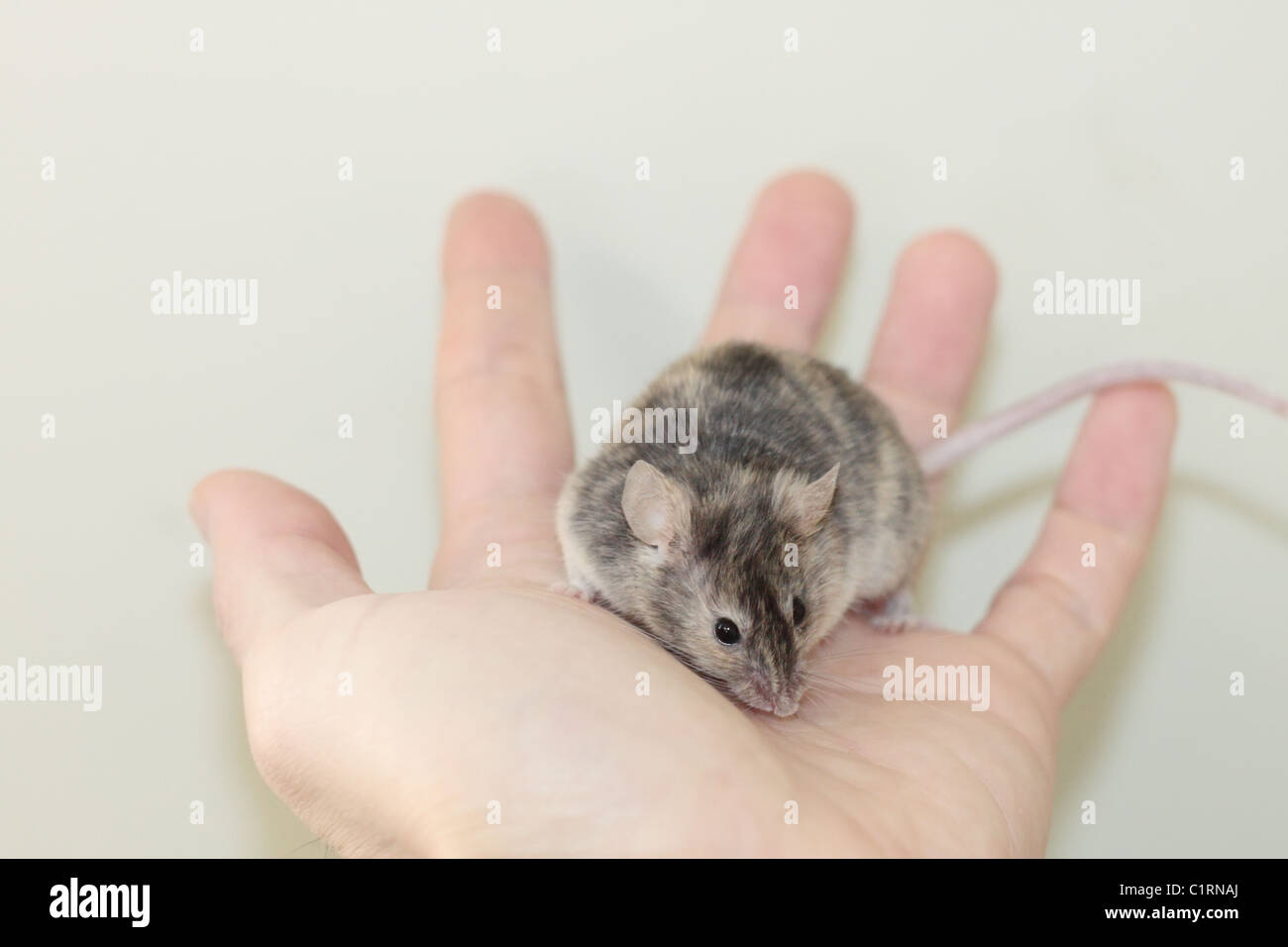 Human ear mouse hi-res stock photography and images - Alamy