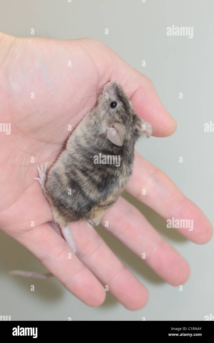 Human ear on mouse hi-res stock photography and images - Alamy