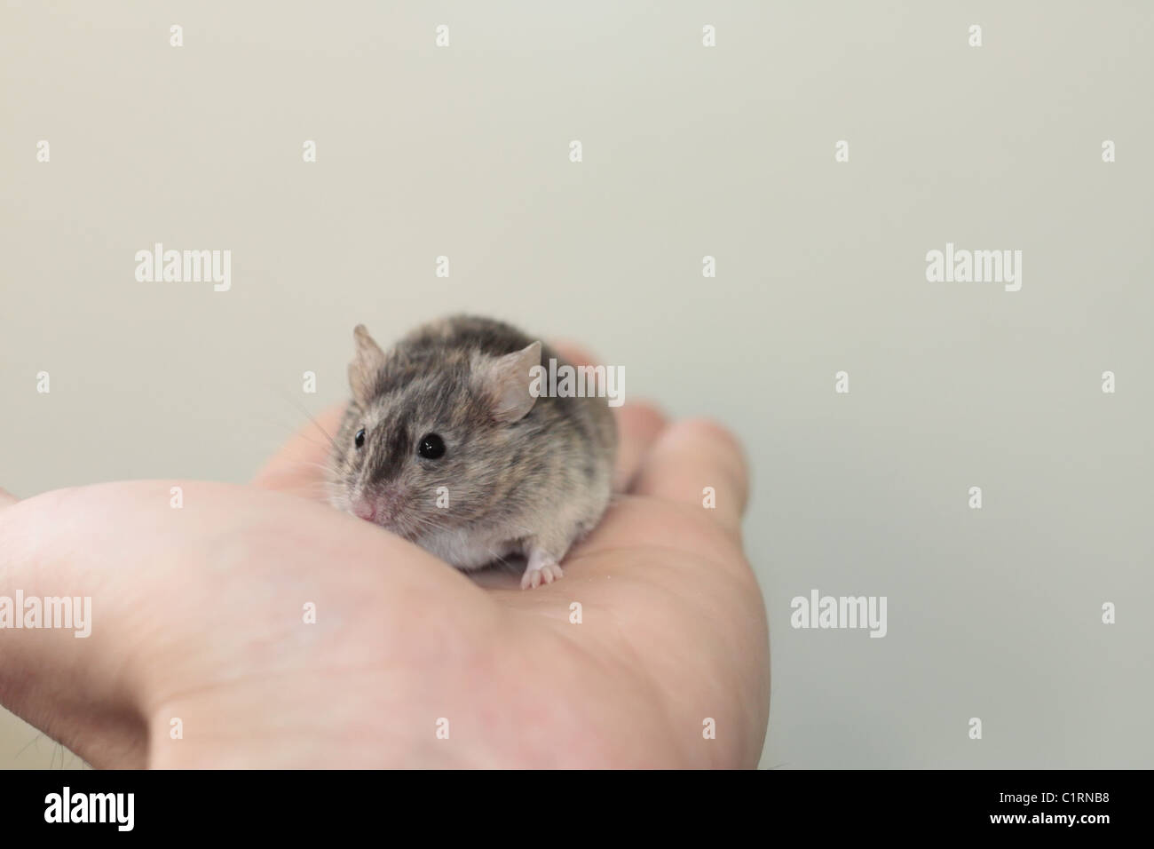 Mouse in my palm Stock Photo - Alamy