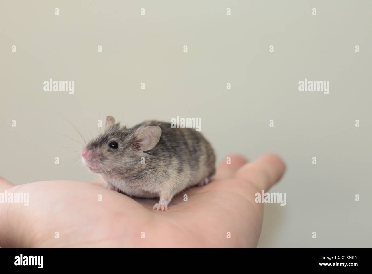 Curious Tiny Mouse Stock Photo - Alamy