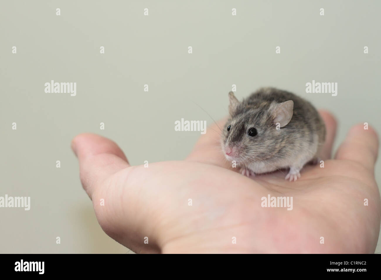 A Tiny Mouse on My Hand Stock Photo - Alamy