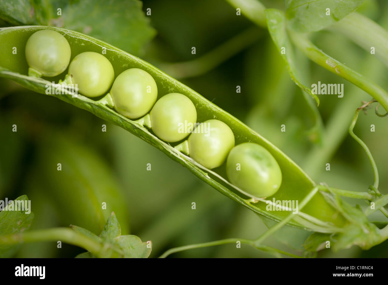 close-up of green pea growing in garden Stock Photo - Alamy