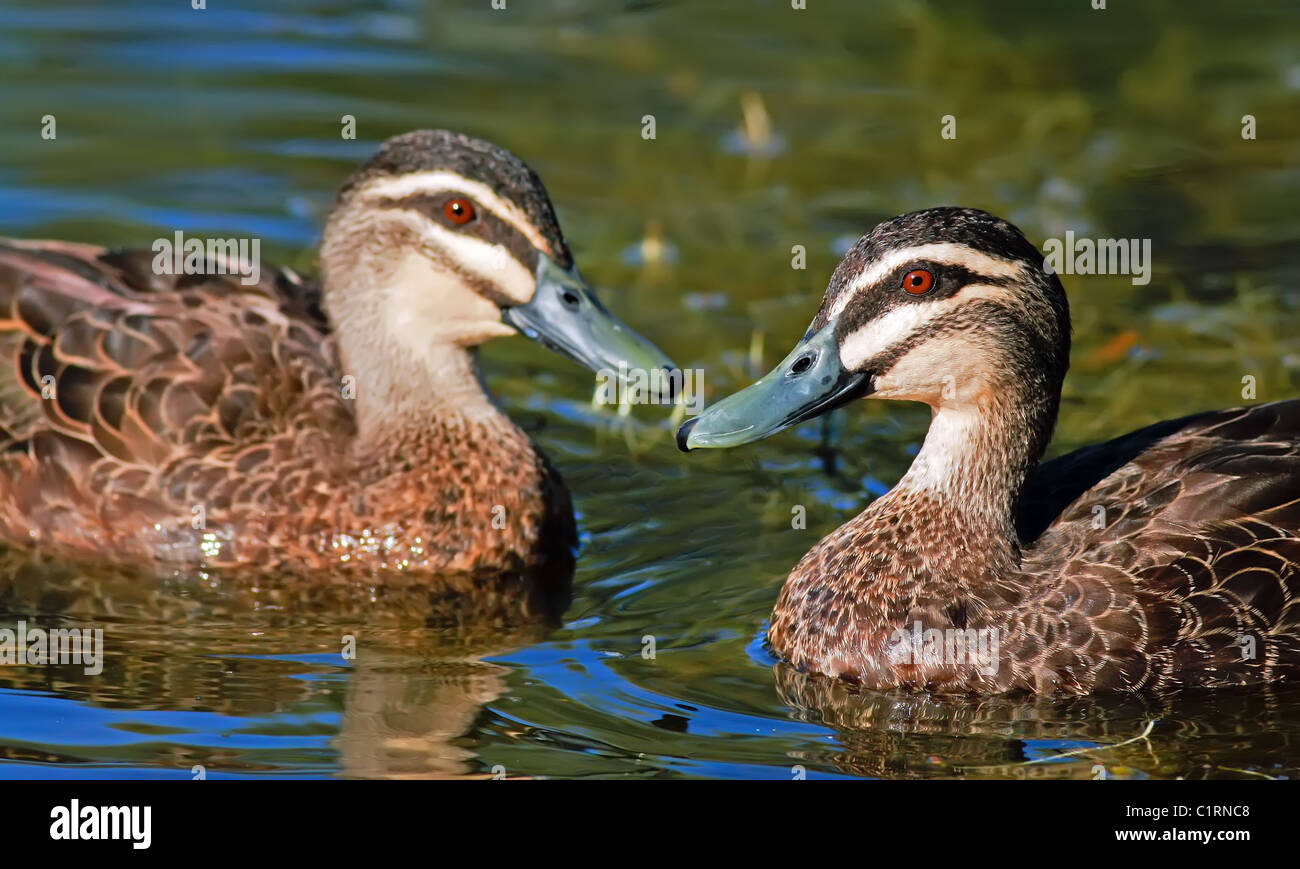 Australian ducks hi-res stock photography and images - Alamy