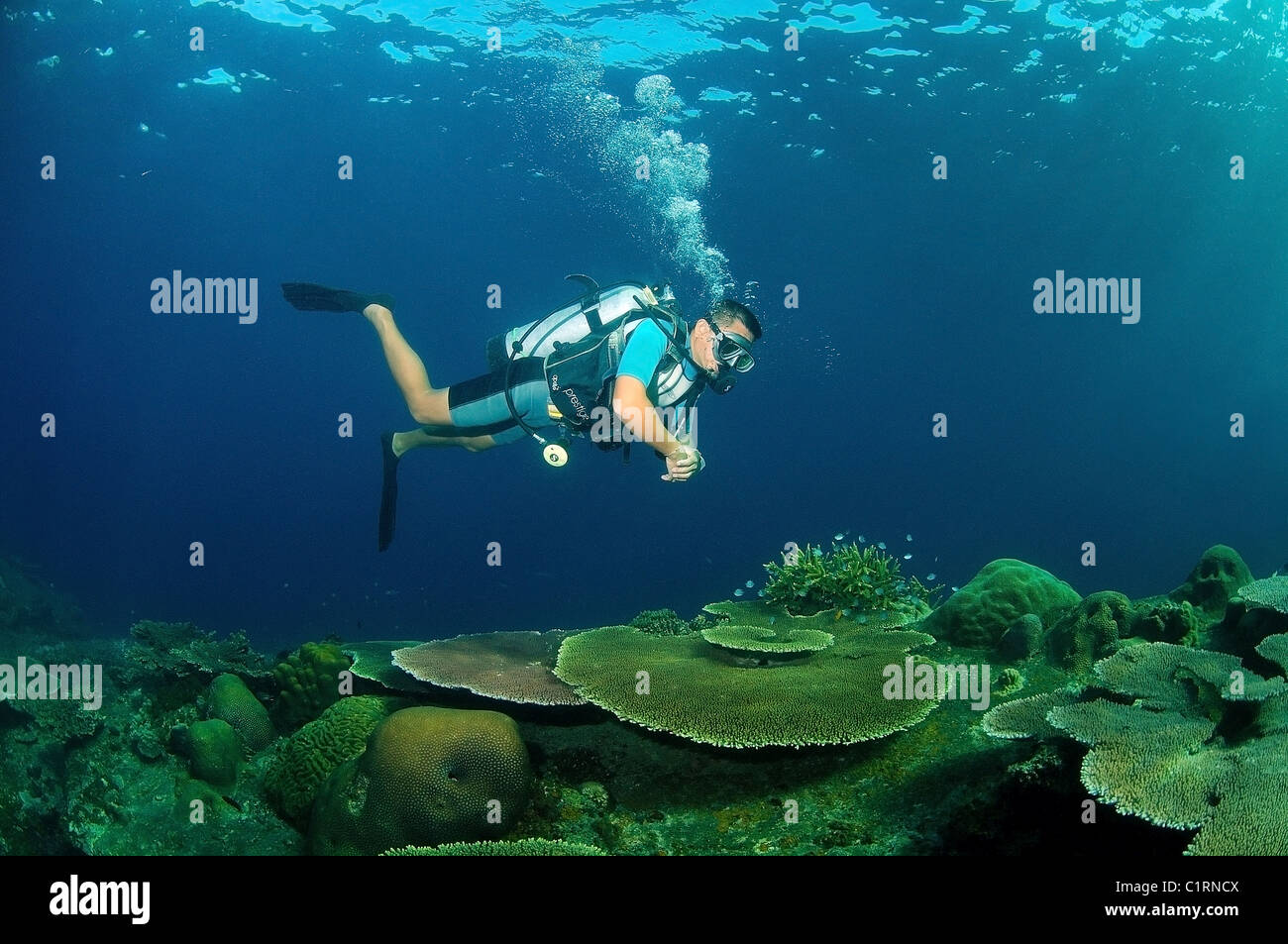 Diver on Coral Reef, Malaysia, island Redang Stock Photo - Alamy