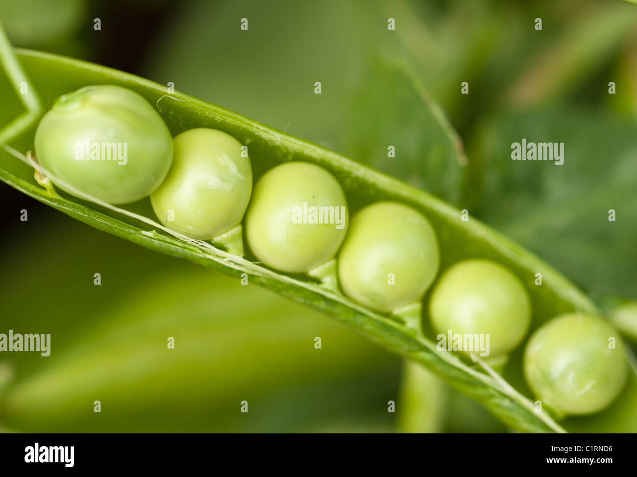 close-up of green pea growing in garden Stock Photo - Alamy