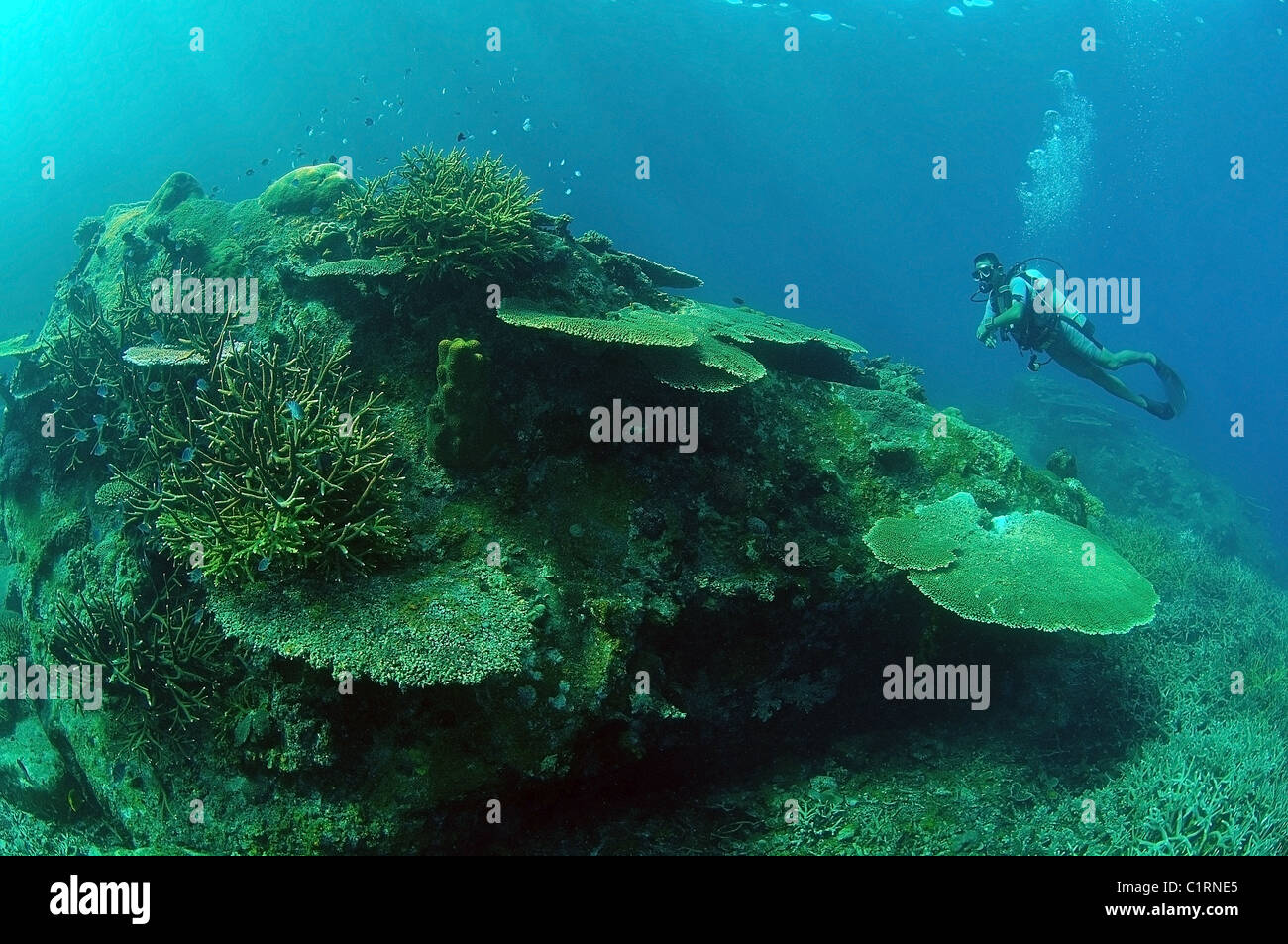 Coral Reef, Malaysia, island Redang Stock Photo - Alamy