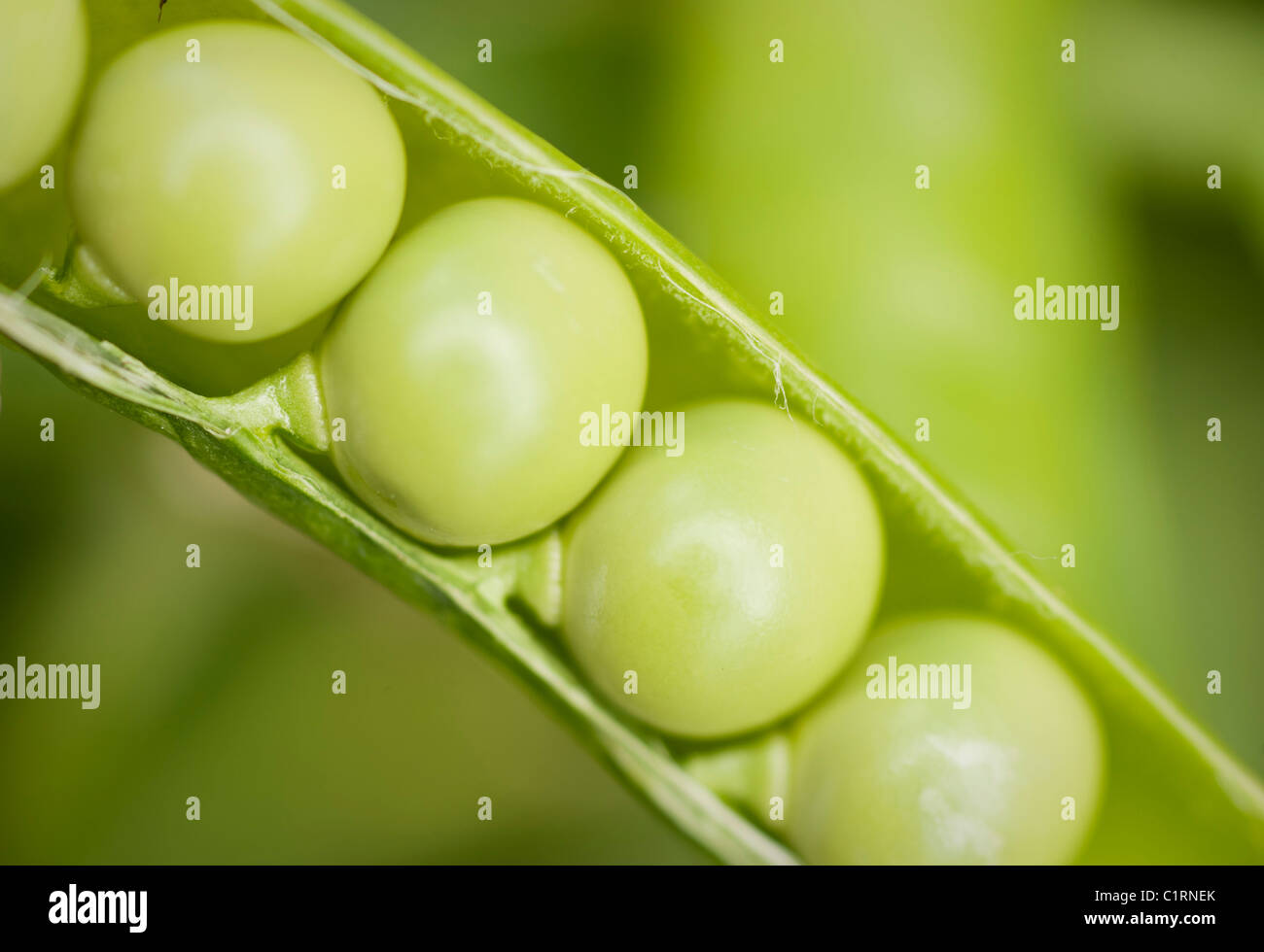 close-up of green pea growing in garden Stock Photo - Alamy