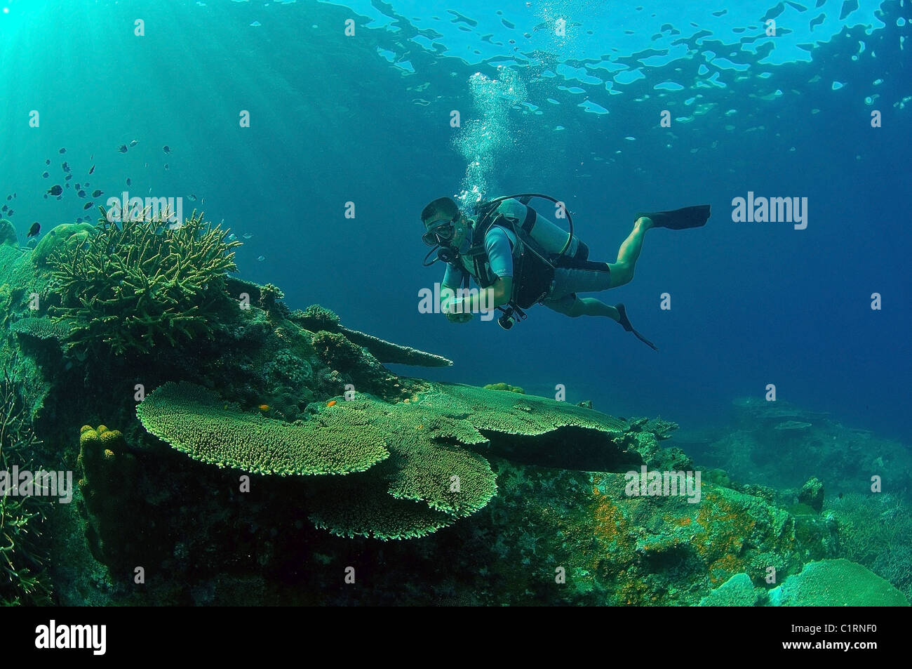 Diver on Coral Reef, Malaysia, island Redang Stock Photo - Alamy