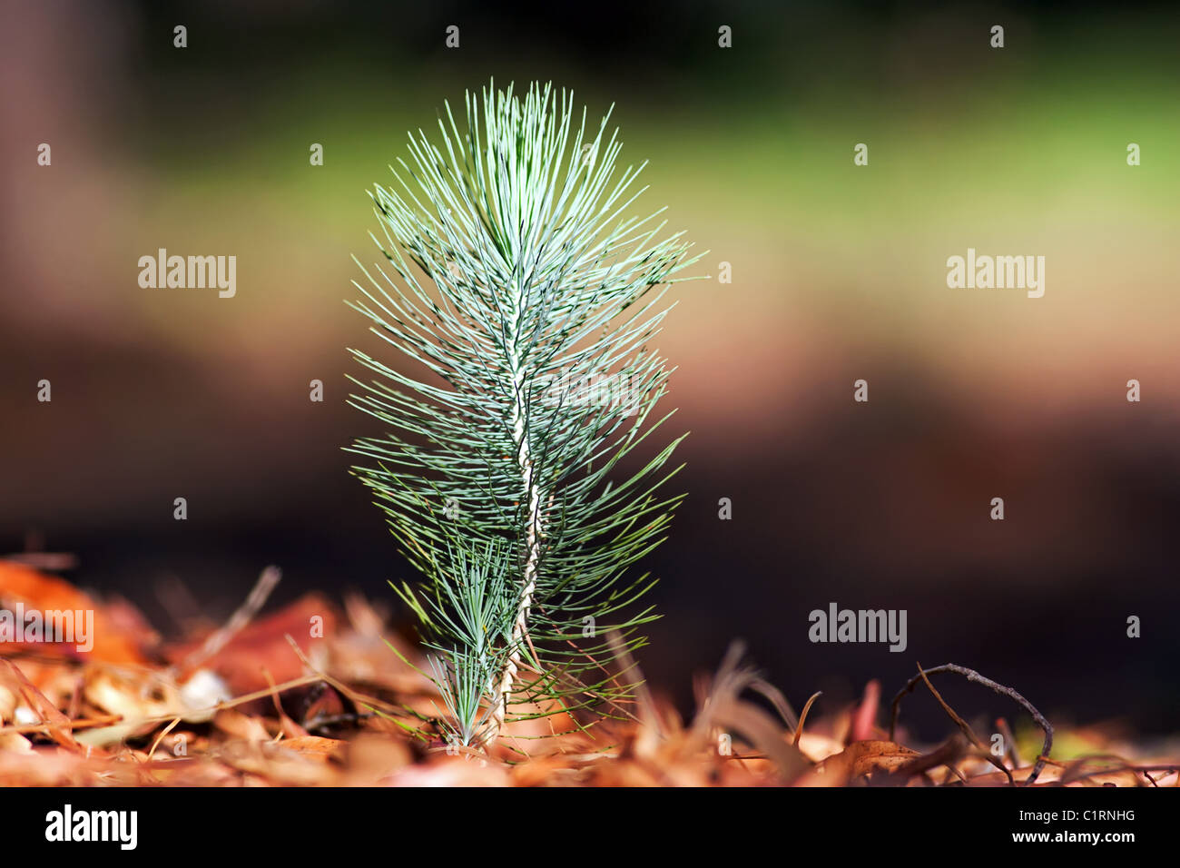 Pine sapling hi-res stock photography and images - Alamy
