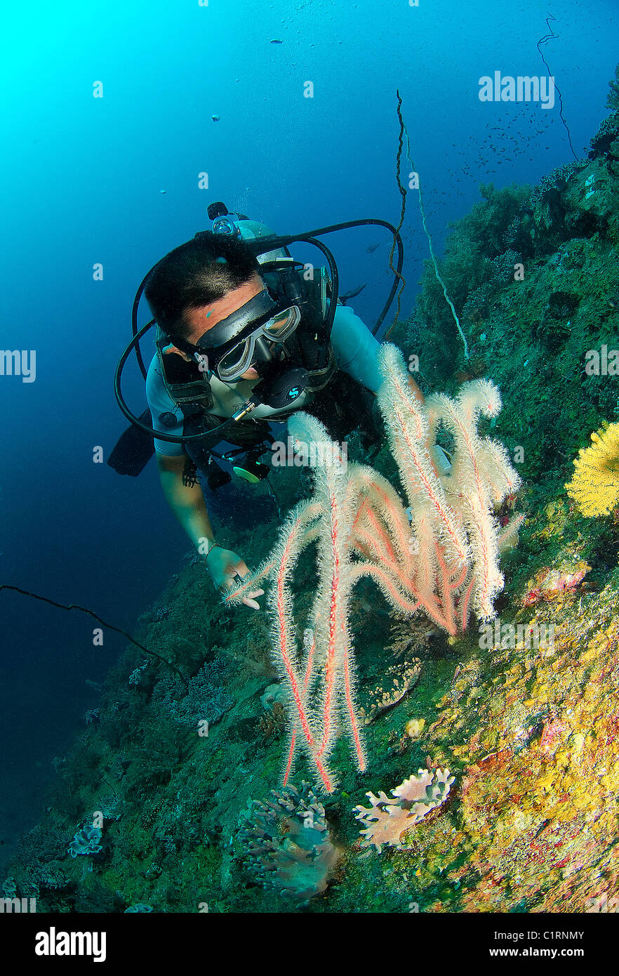 Diver on Coral Reef, Malaysia, island Redang Stock Photo - Alamy