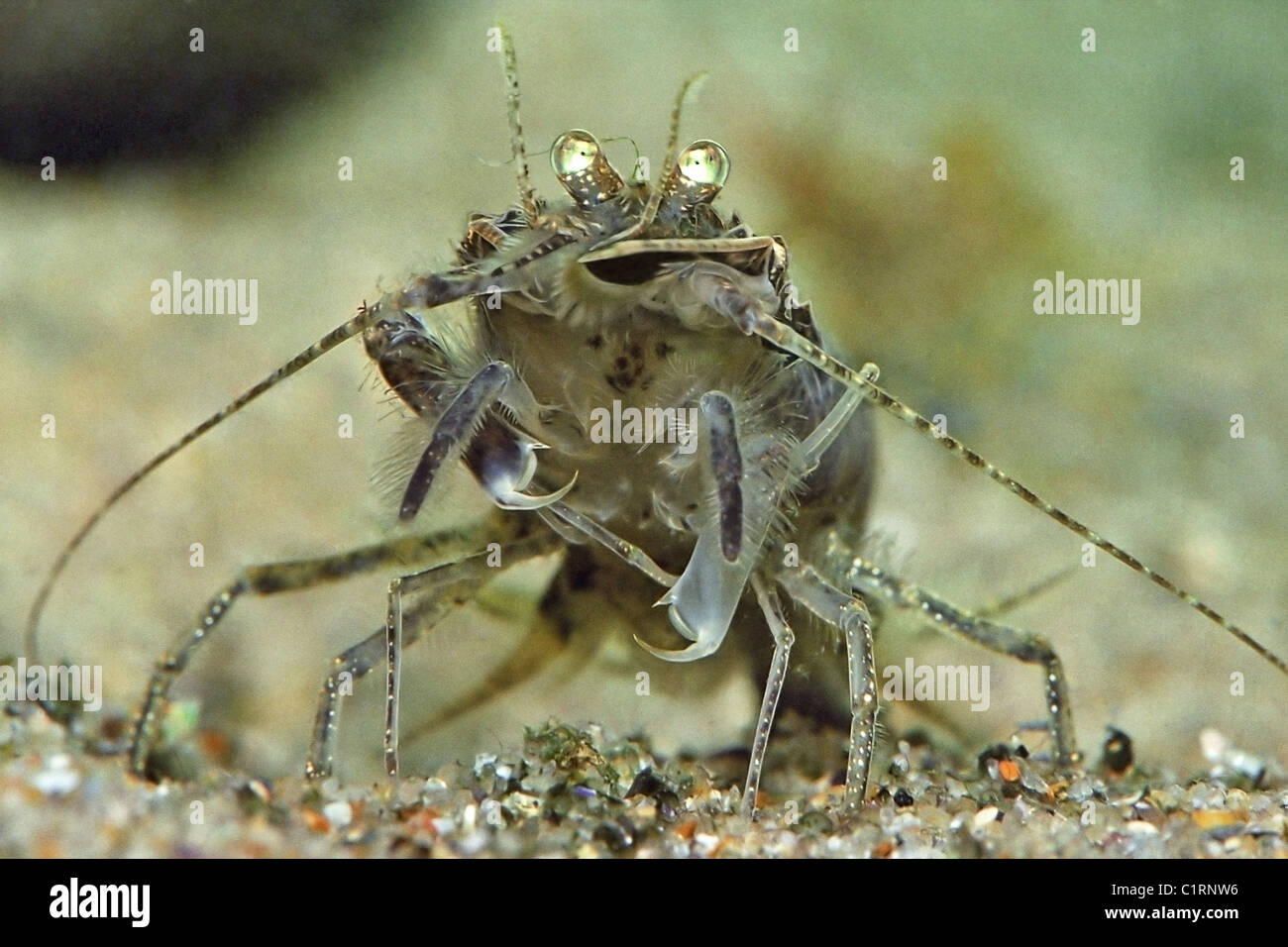 Crangon vulgaris hi-res stock photography and images - Alamy