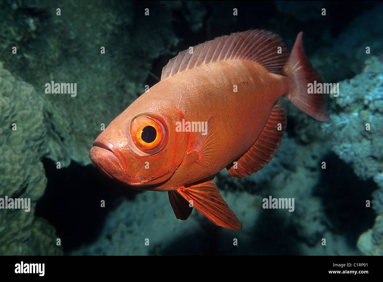 Common Bigeye (Priacanthus hamrur), Red sea, Egipt Stock Photo - Alamy