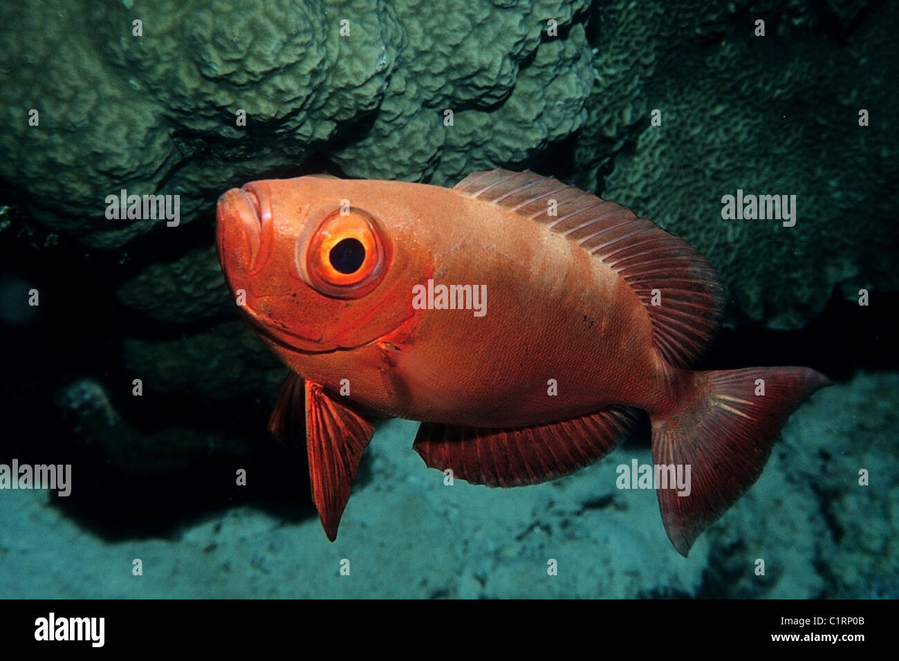 Common Bigeye (Priacanthus hamrur), Red sea, Egipt Stock Photo - Alamy