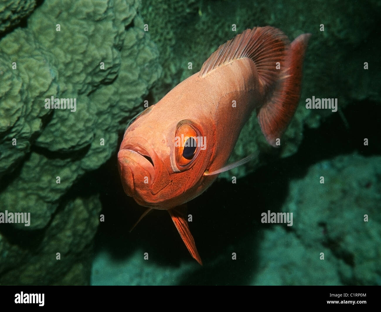 Common bigeye priacanthus hamrur hi-res stock photography and images ...