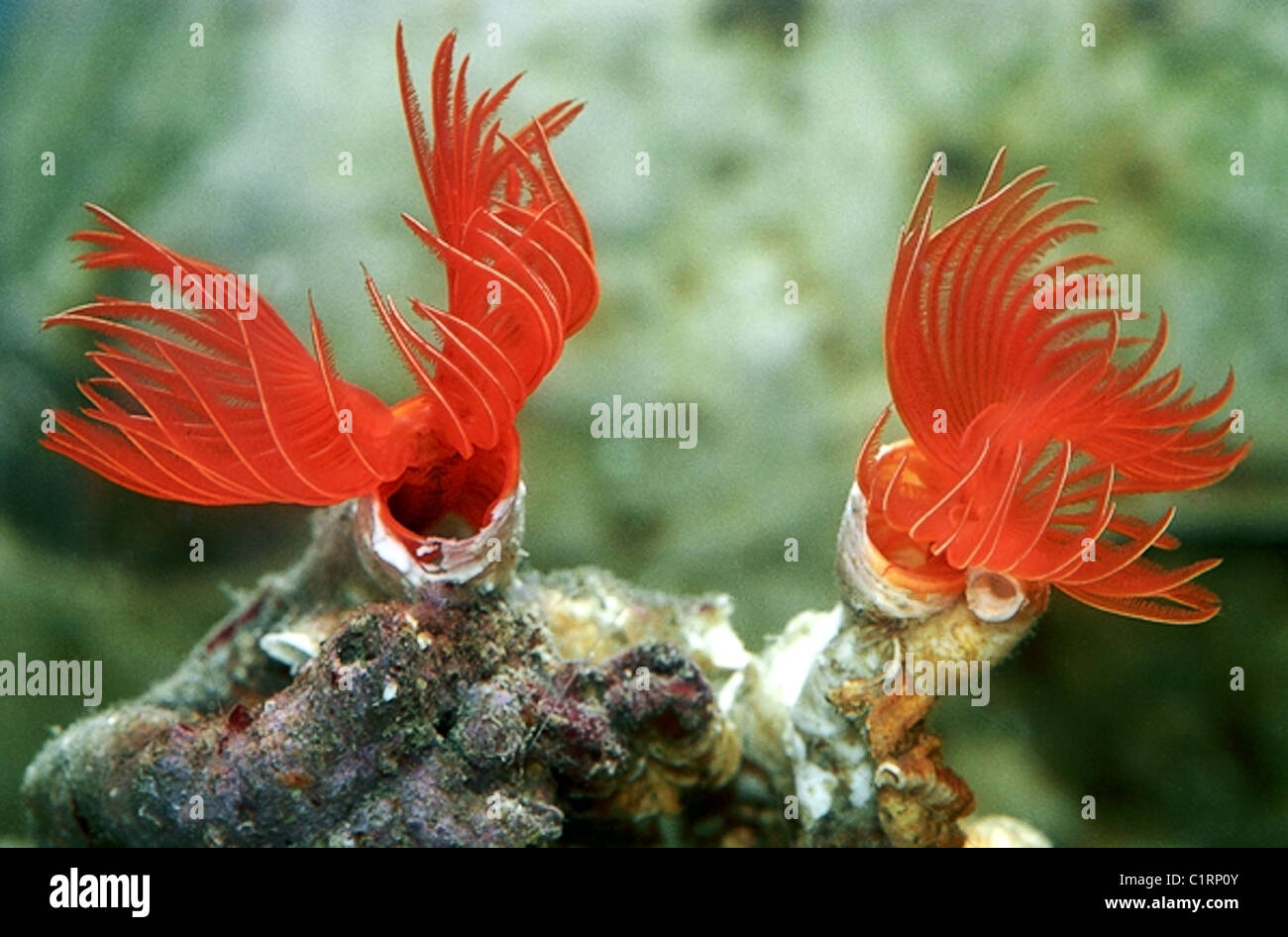 Witte waaierkokerworm hi-res stock photography and images - Alamy