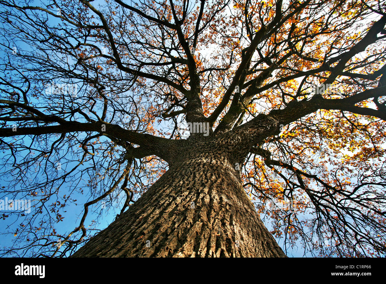Acorn branches hi-res stock photography and images - Alamy