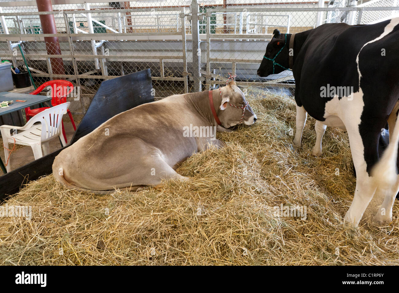 Two cows in stall at county fair Stock Photo - Alamy
