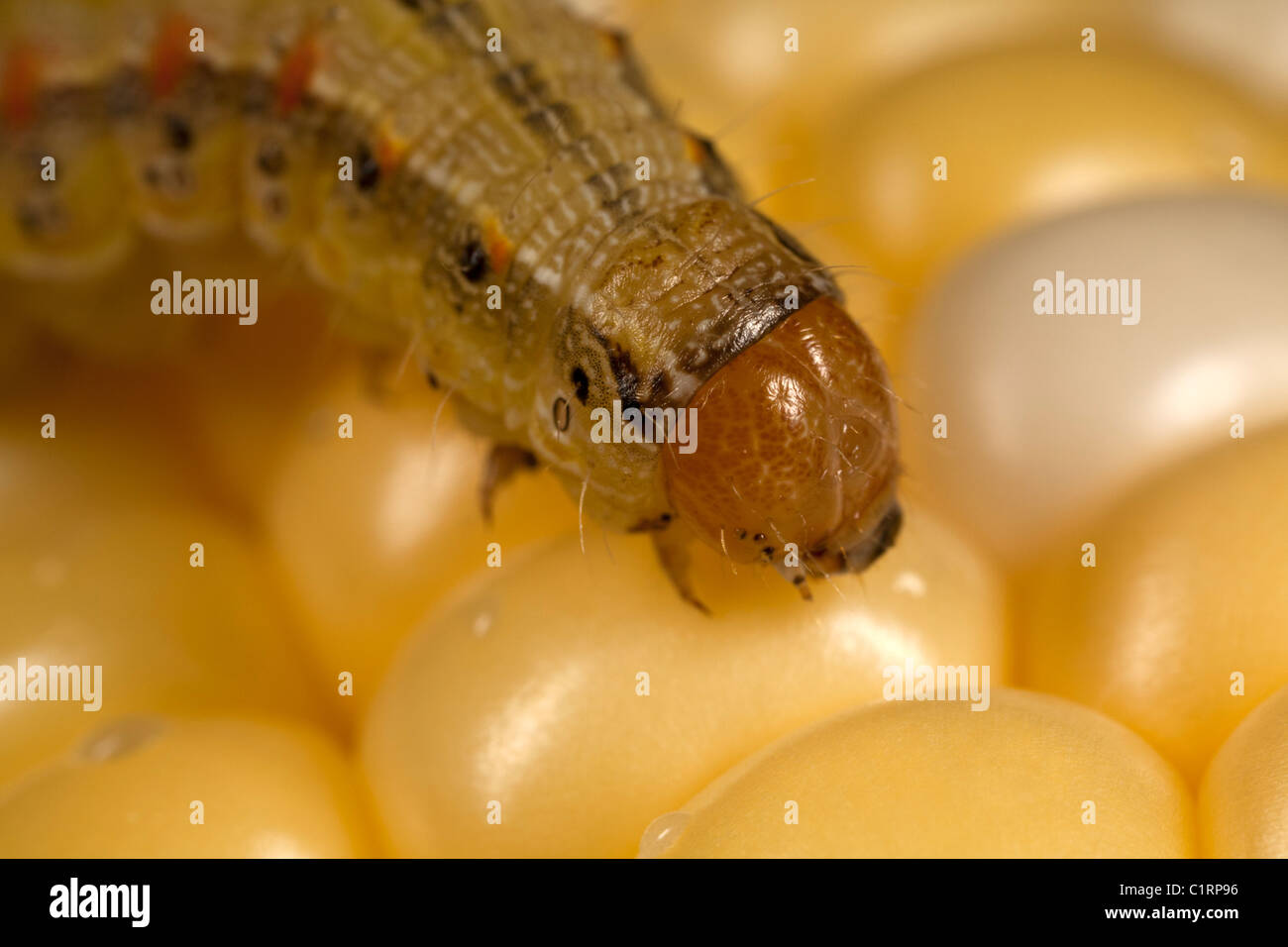 Cornworm moth caterpillar (Helicoverpa zea), an agricultural pest of ...