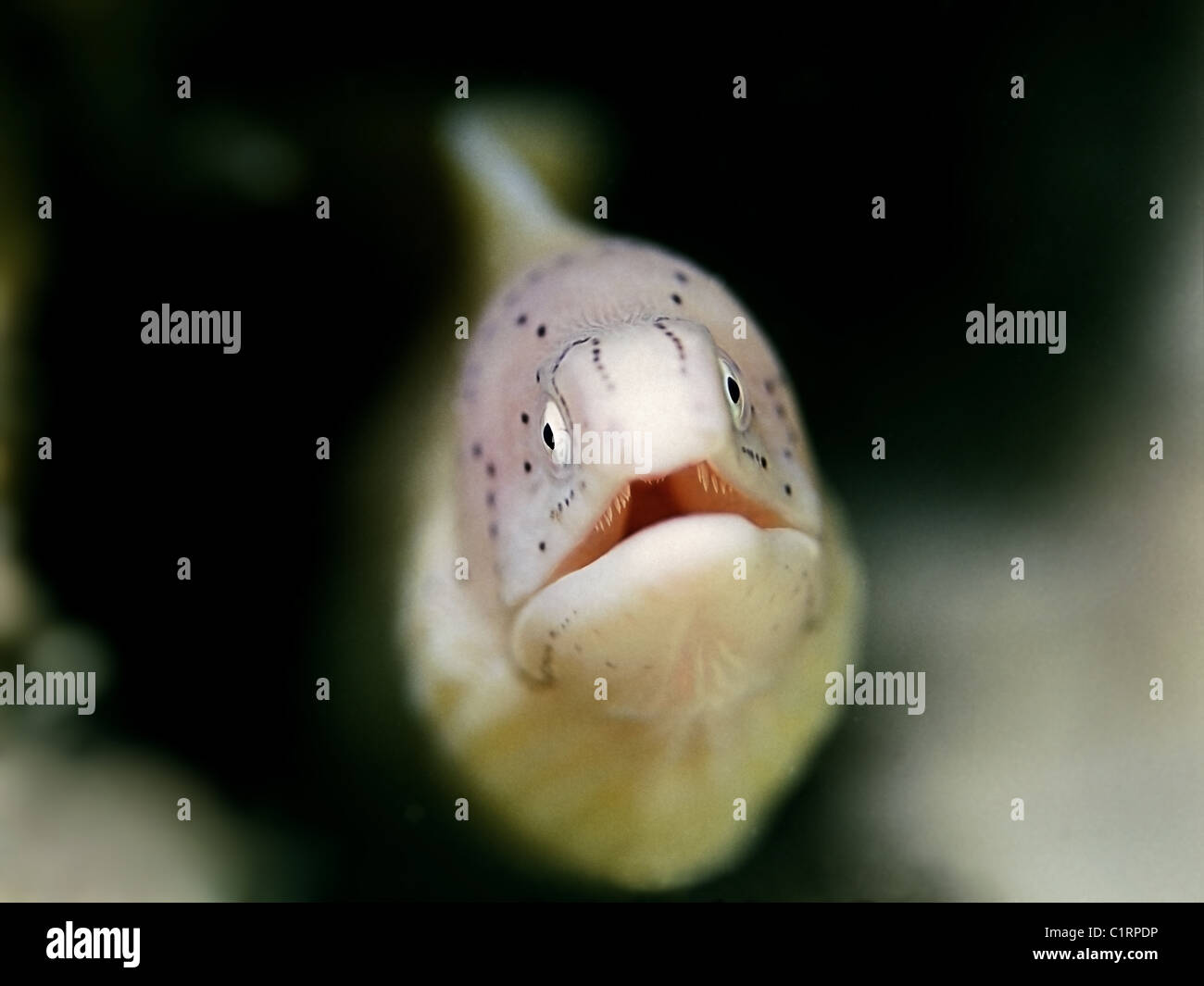 Grey moray, Geometric moray (Gymnothorax griseus Stock Photo - Alamy