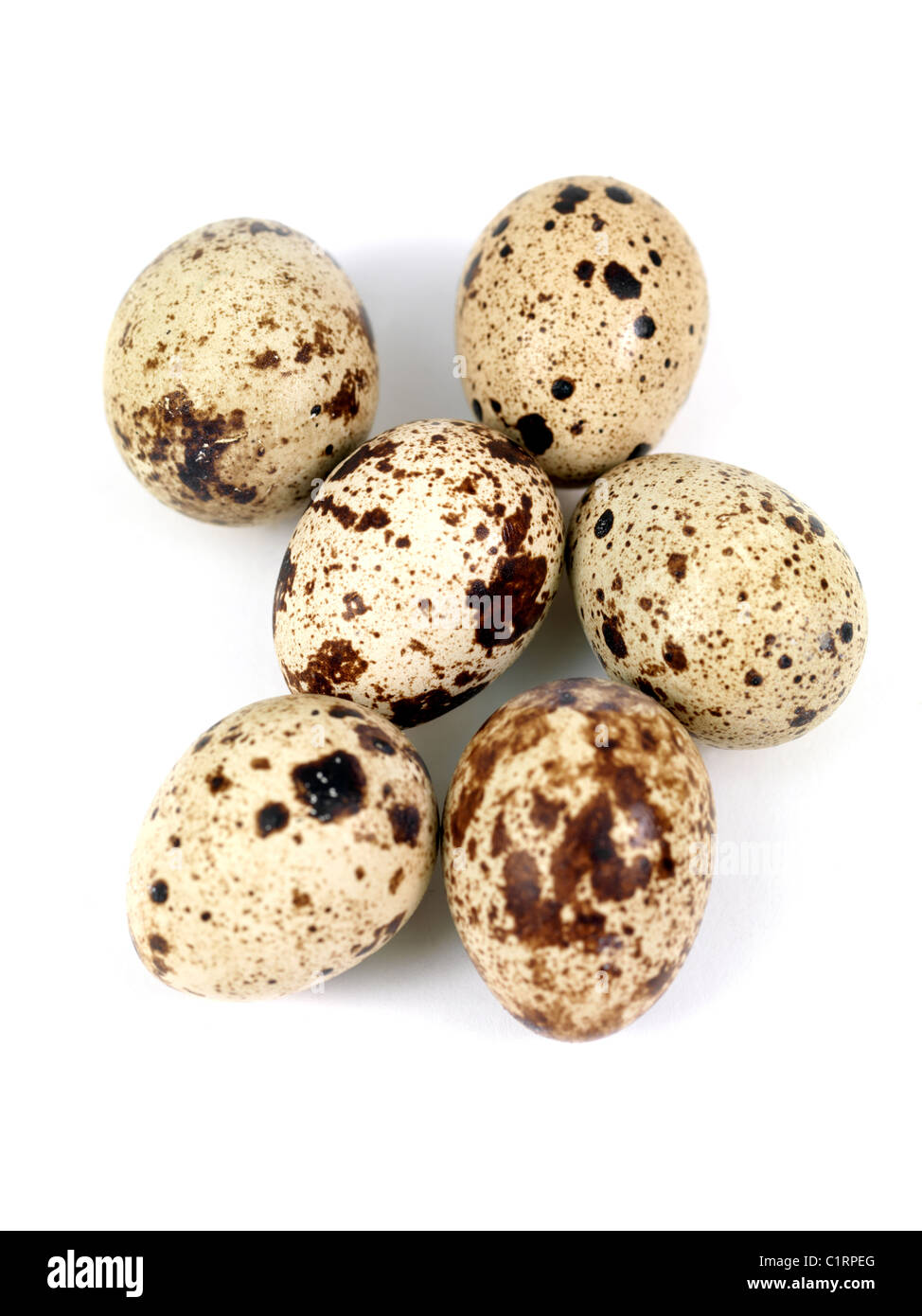 Quail eggs isolated against a white background Stock Photo - Alamy