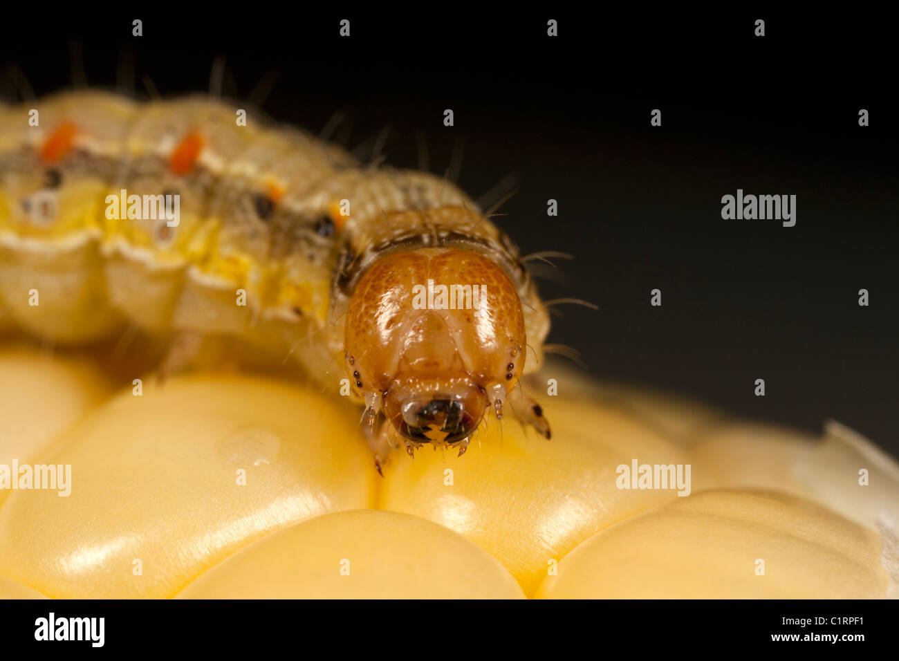 Cornworm moth caterpillar (Helicoverpa zea), an agricultural pest of ...