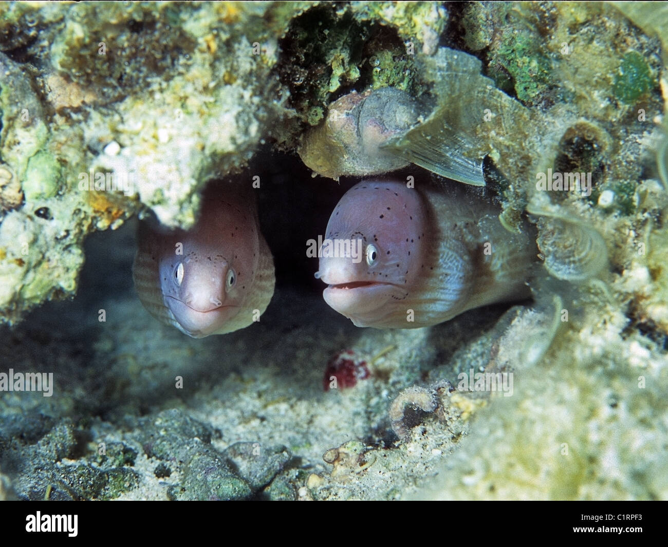 Two Grey moray, Geometric moray (Gymnothorax griseus Stock Photo - Alamy