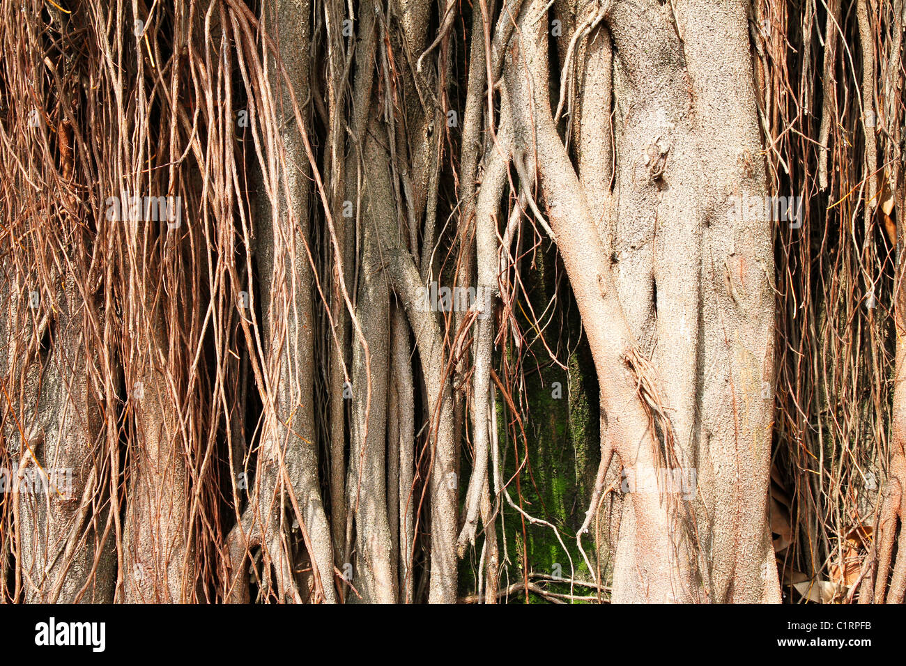A tropical tree in Brazil Stock Photo - Alamy