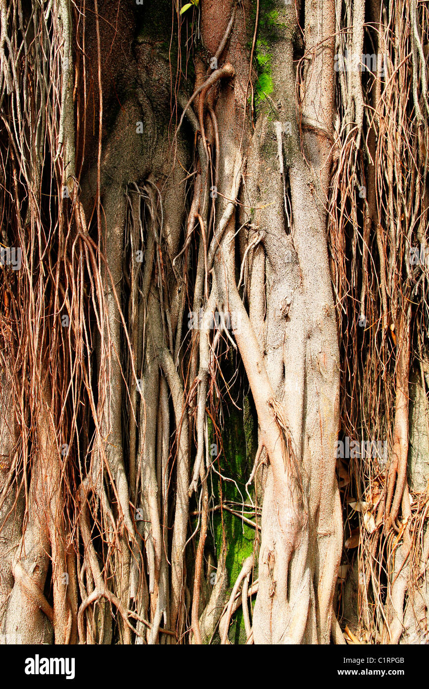A tropical tree in Brazil Stock Photo - Alamy