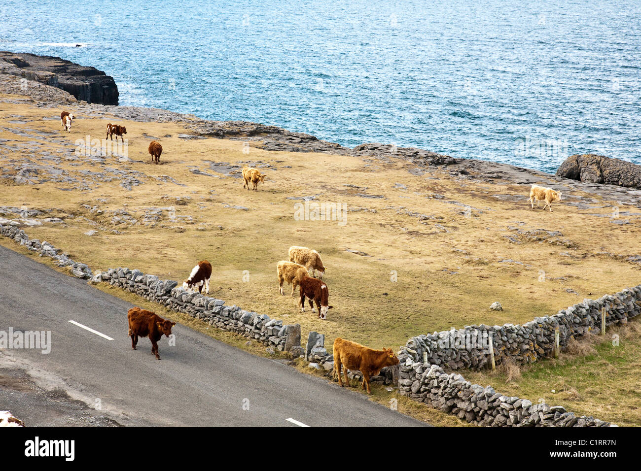 Burren ireland cow hi-res stock photography and images - Alamy