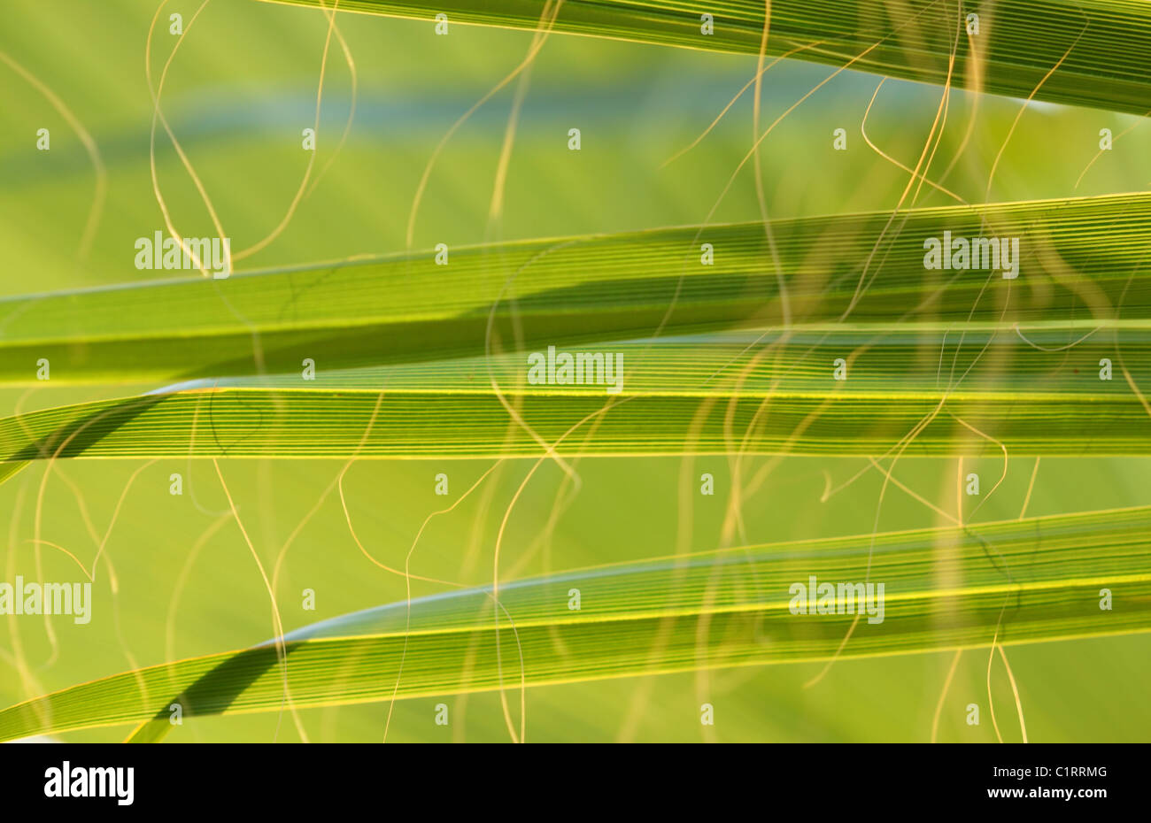 Palm leaf structure hi-res stock photography and images - Alamy