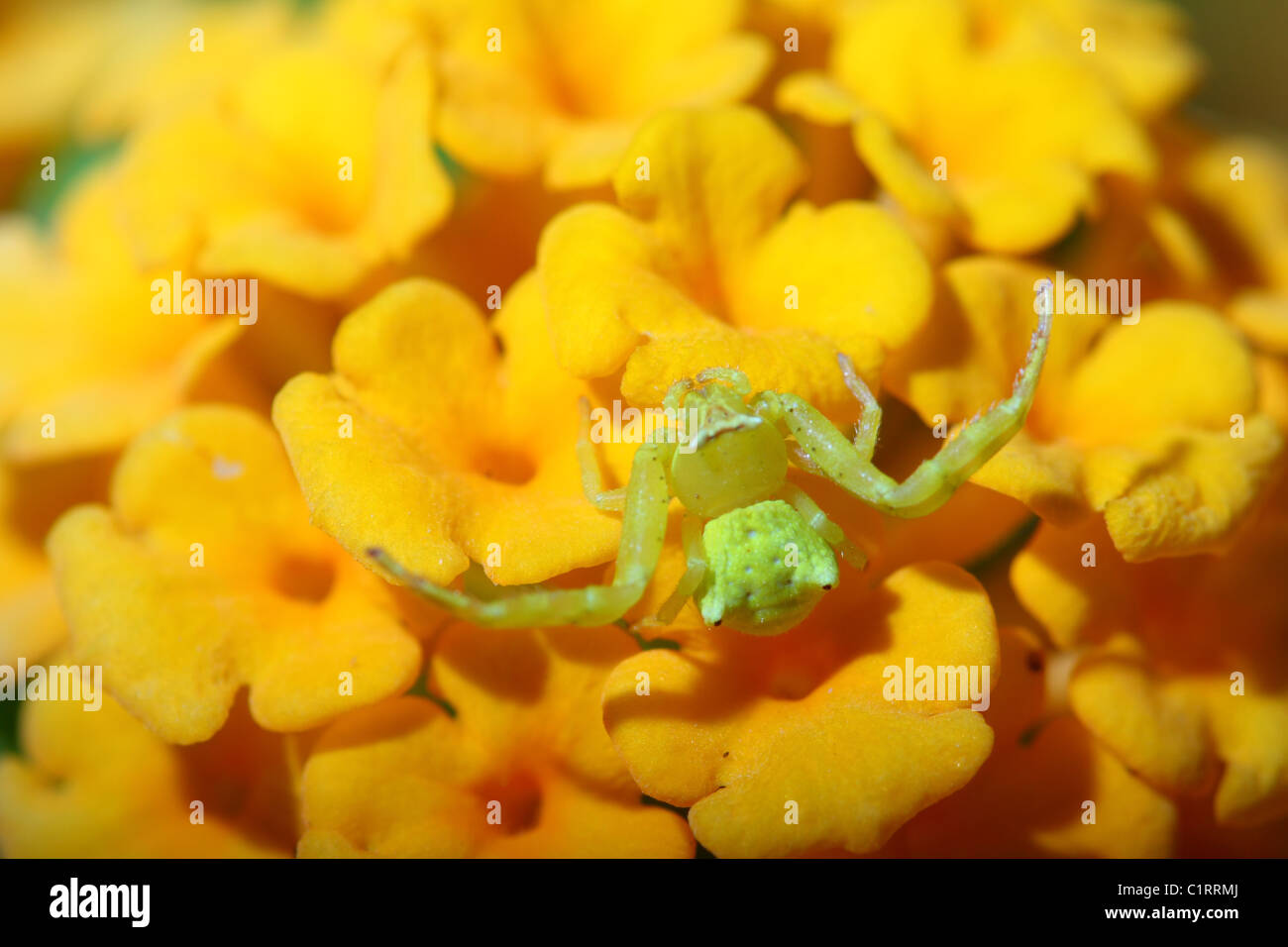 Green spider in a menacing pose Stock Photo - Alamy