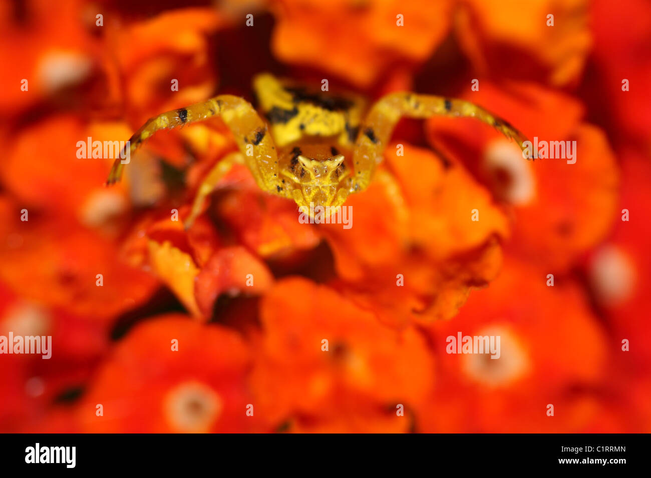 Green spider in a menacing pose Stock Photo - Alamy