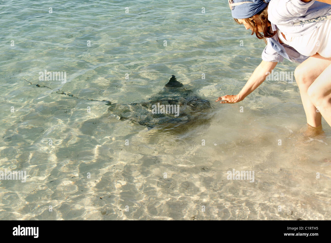 Stingray australia hi-res stock photography and images - Alamy