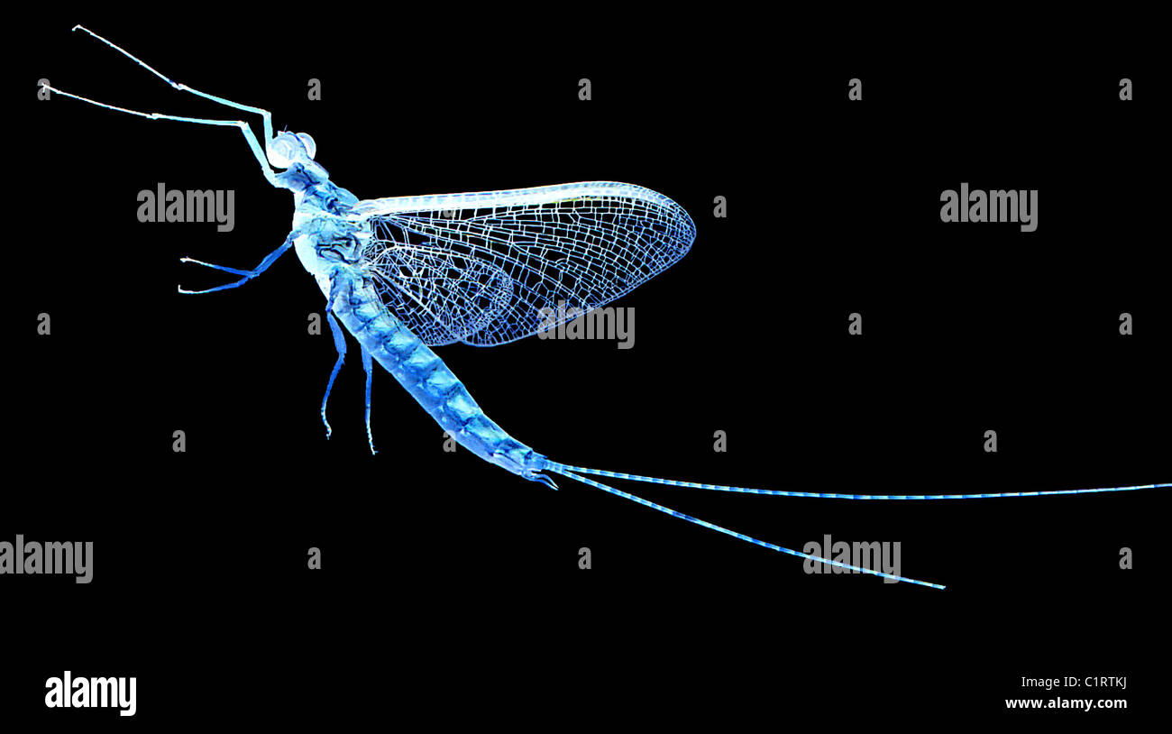Mayfly in Flight - Illustration created by scanning actual insect Stock ...