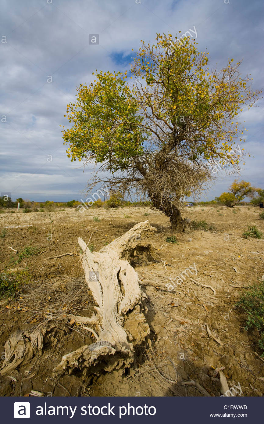 Poplar Tree Stock Photos & Poplar Tree Stock Images - Alamy