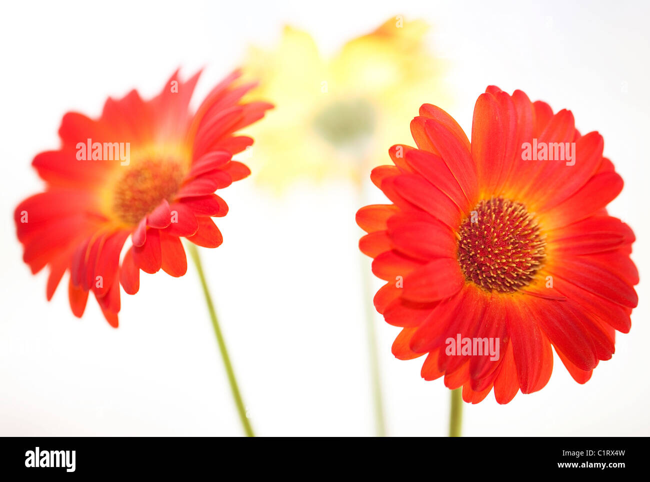 Gerbera. Three flowers Stock Photo - Alamy