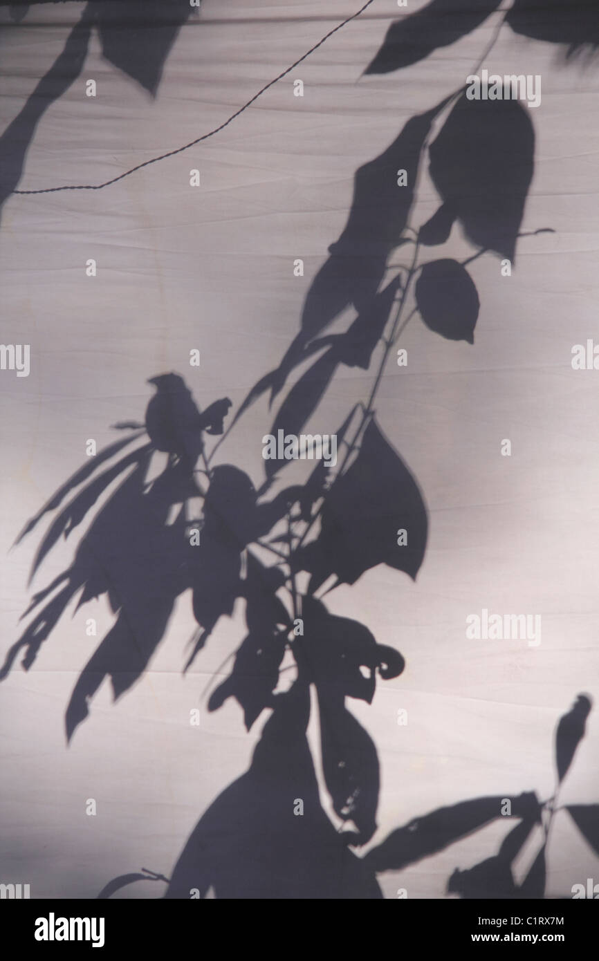 Plant Shadow on a Wall Stock Photo - Alamy
