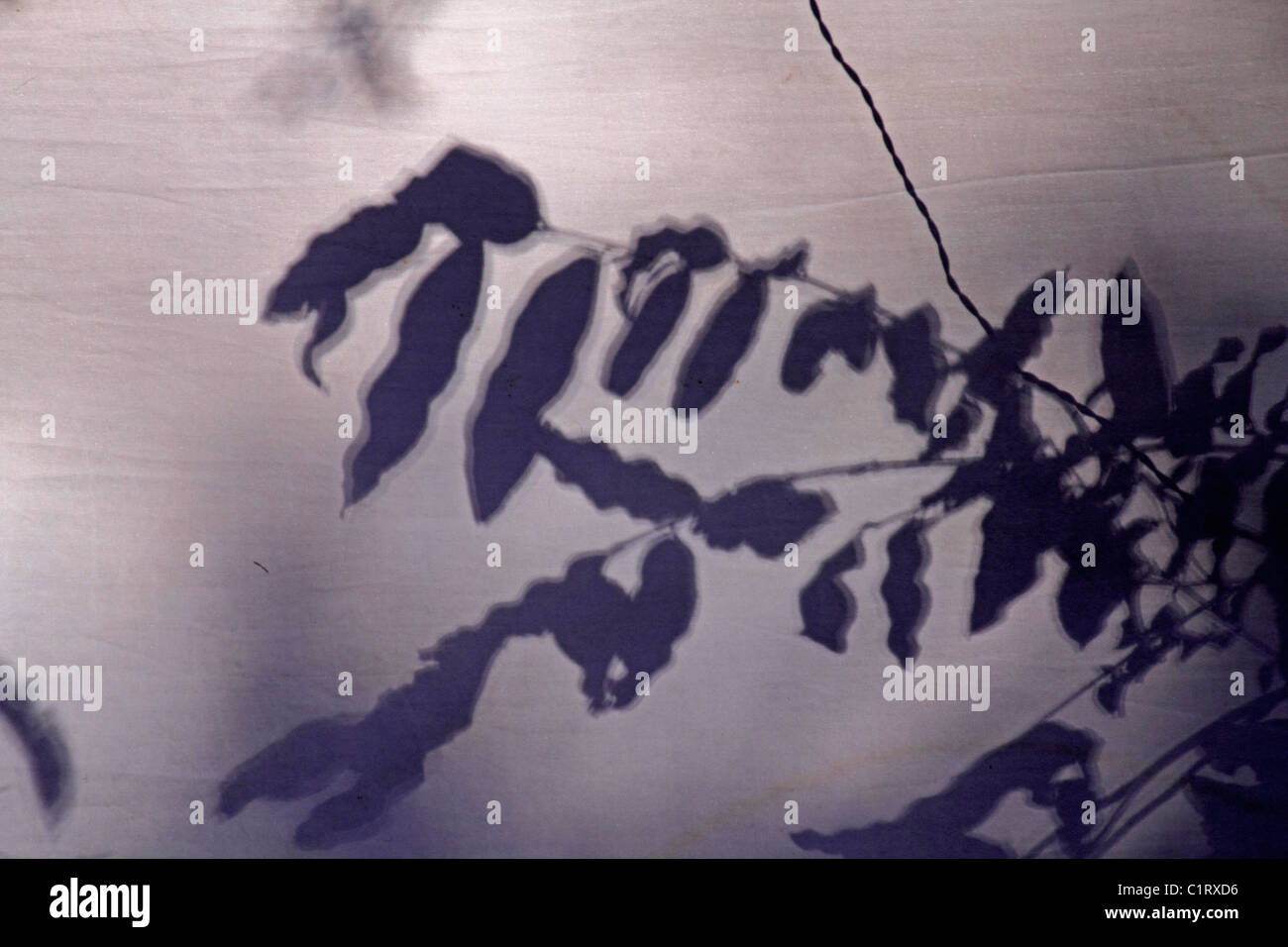 Plant Shadow on a Wall Stock Photo - Alamy